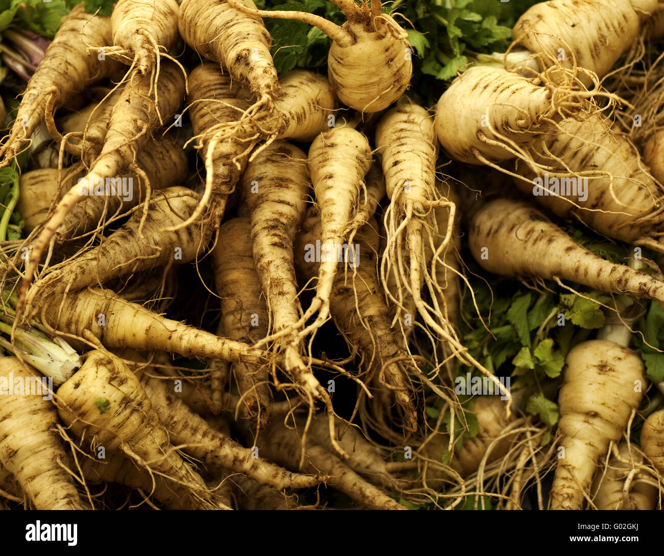 Parsnip leaves root hi-res stock photography and images - Alamy