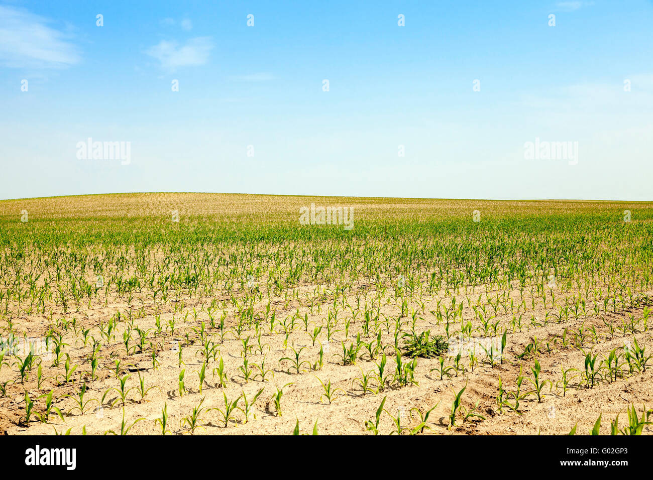 Corn field, summer Stock Photo - Alamy