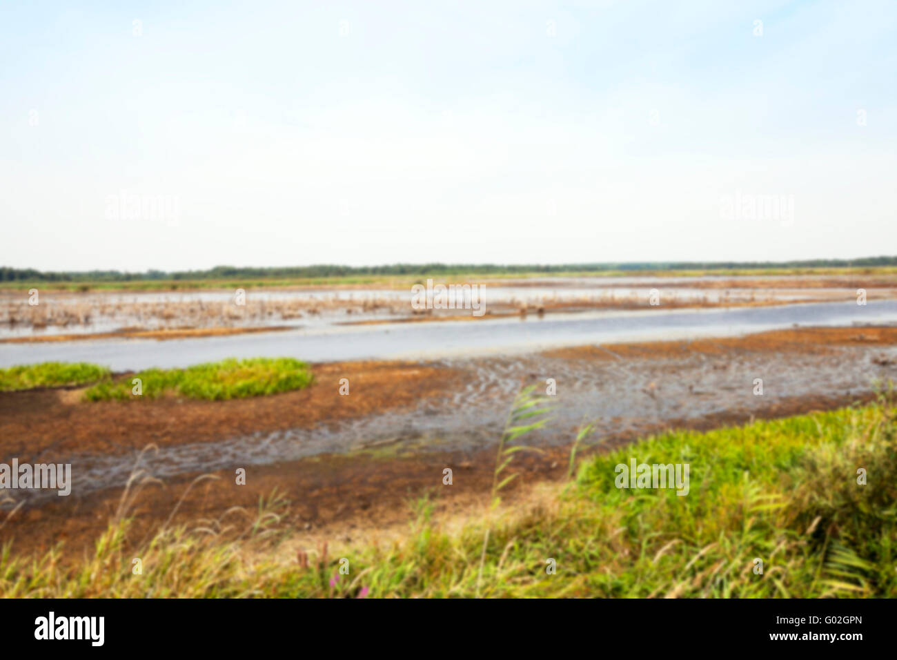 swamp, the end of summer Stock Photo - Alamy