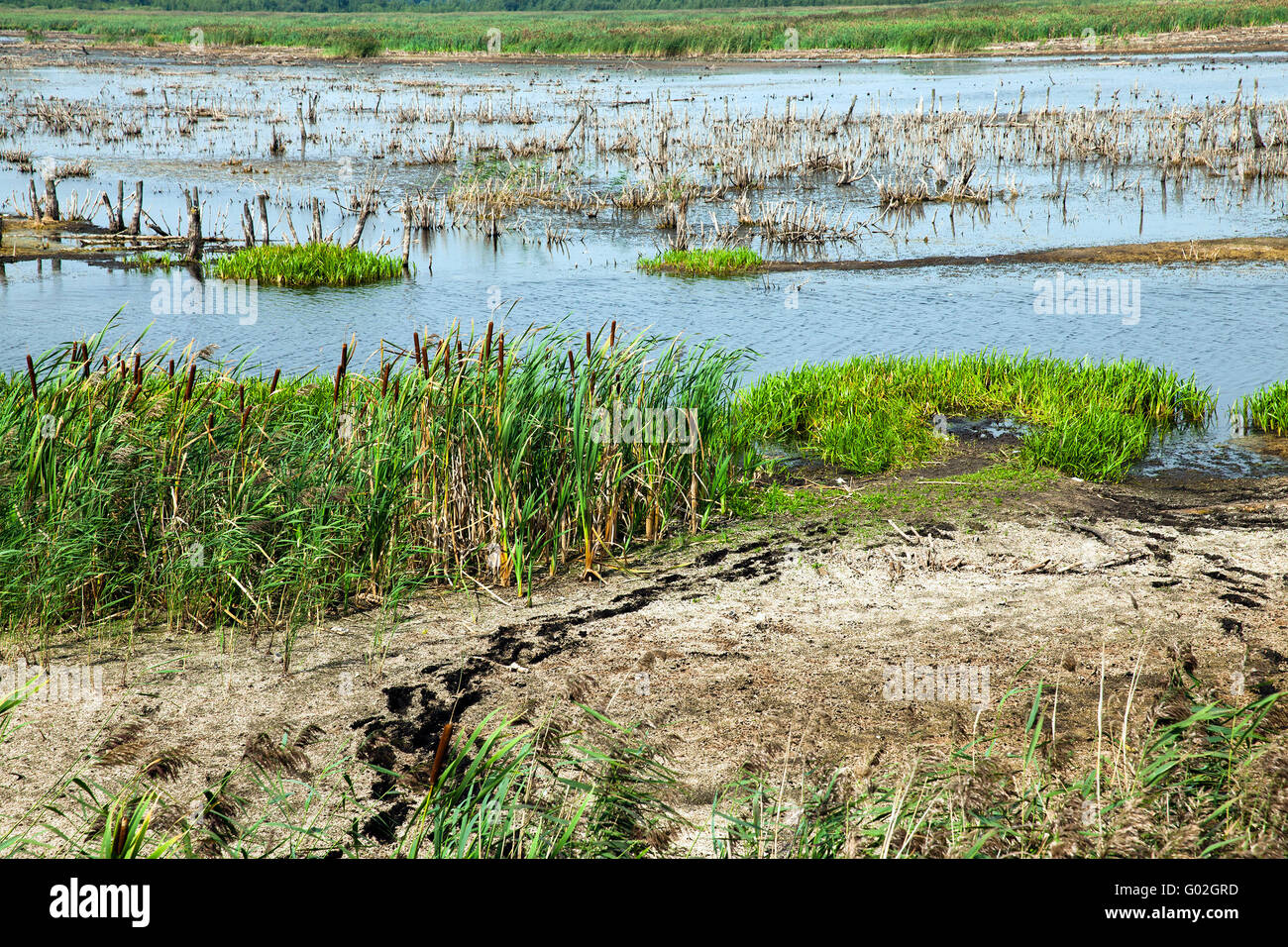 Small swamp hi-res stock photography and images - Alamy