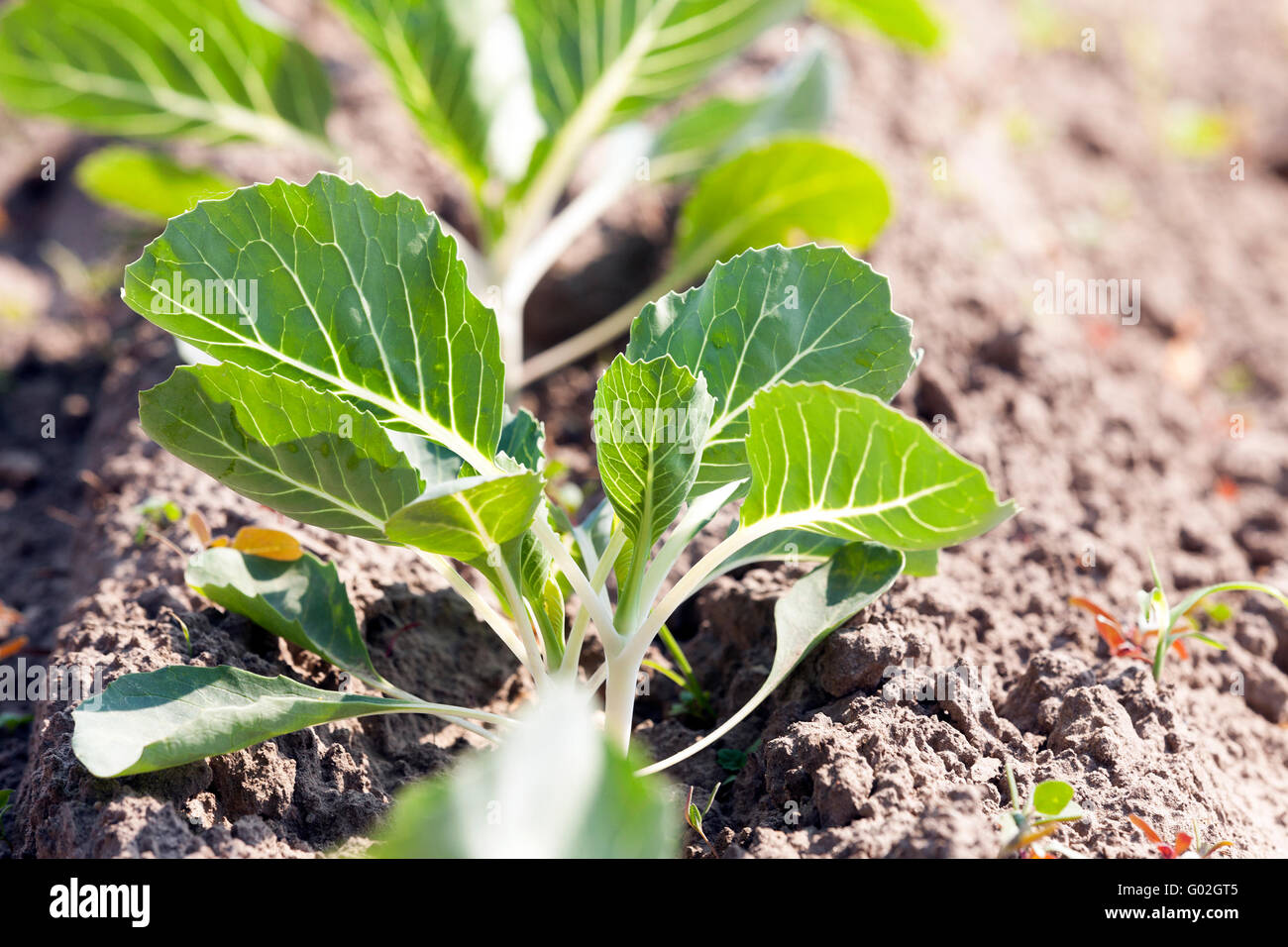 Field with cabbage Stock Photo - Alamy