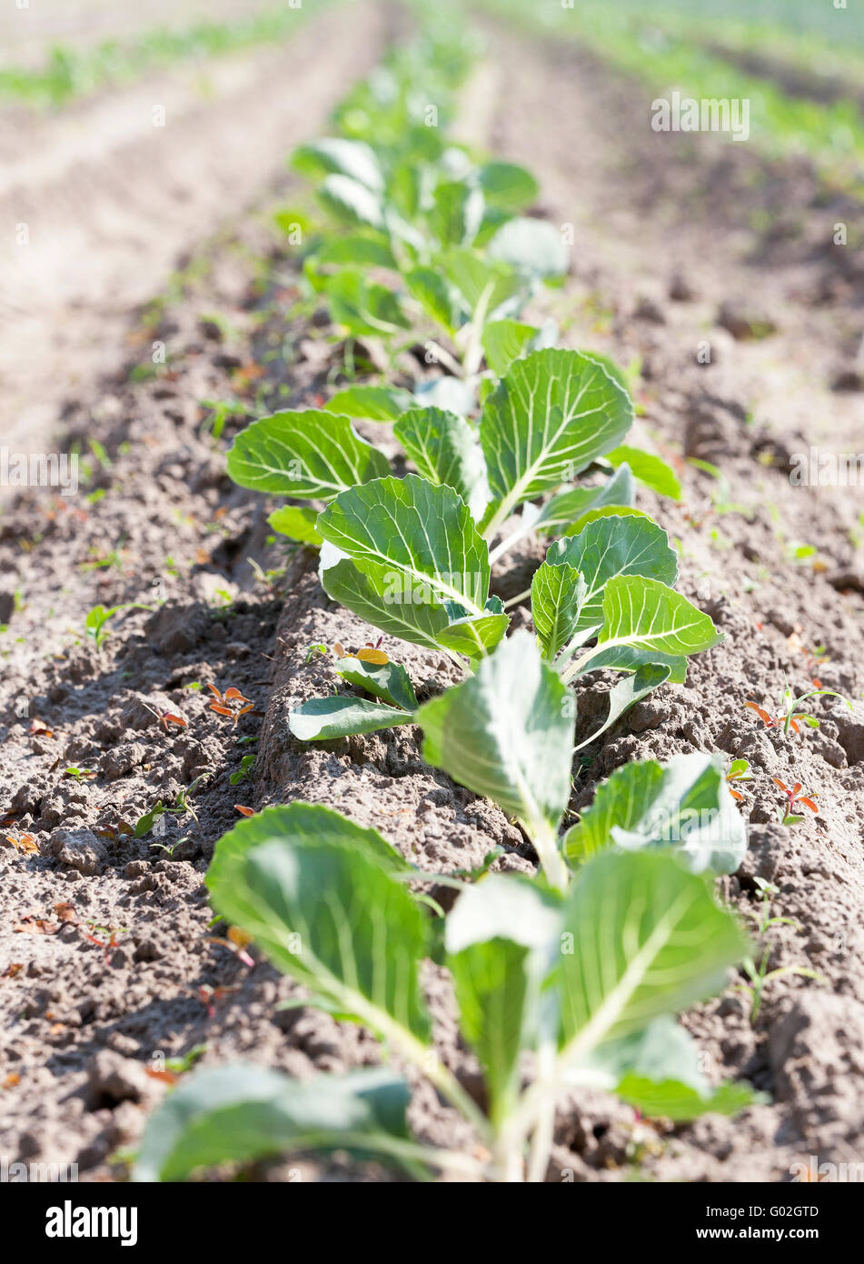Field of cabbage, spring Stock Photo - Alamy