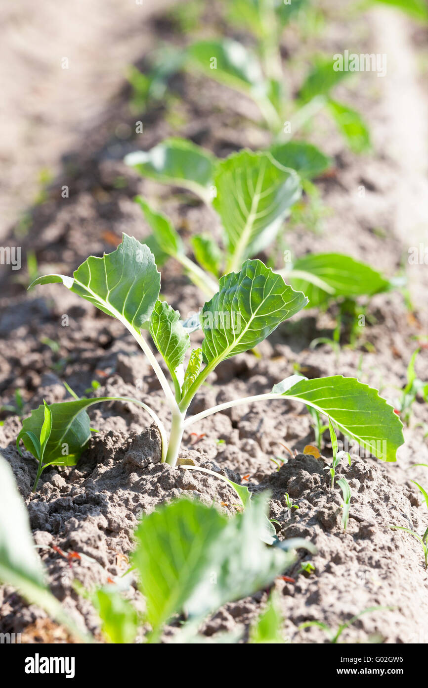Field of cabbage, spring Stock Photo - Alamy