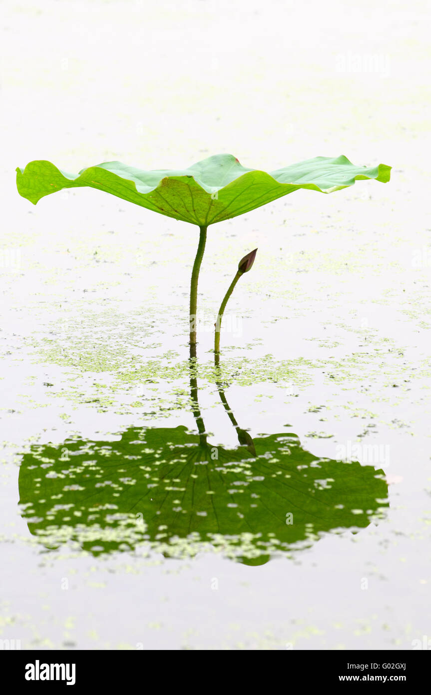 Single Lotus Bud Green Leaf High Resolution Stock Photography and ...