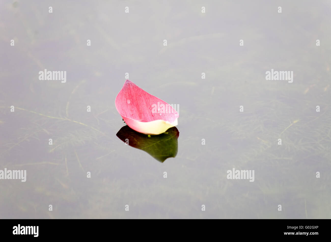 Floating over water hi-res stock photography and images - Alamy