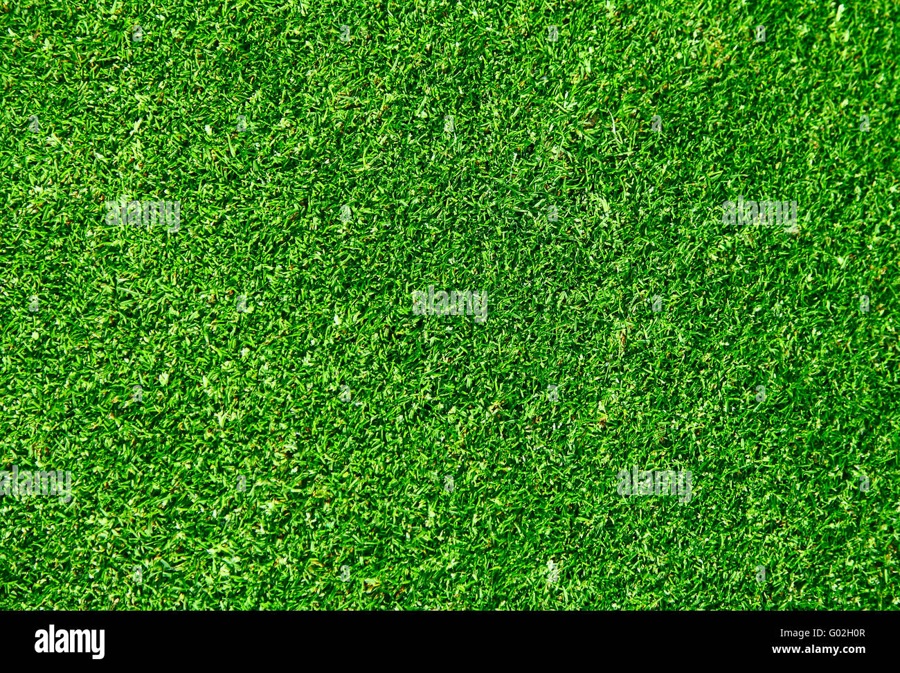 The real green grass background - golf field Stock Photo - Alamy