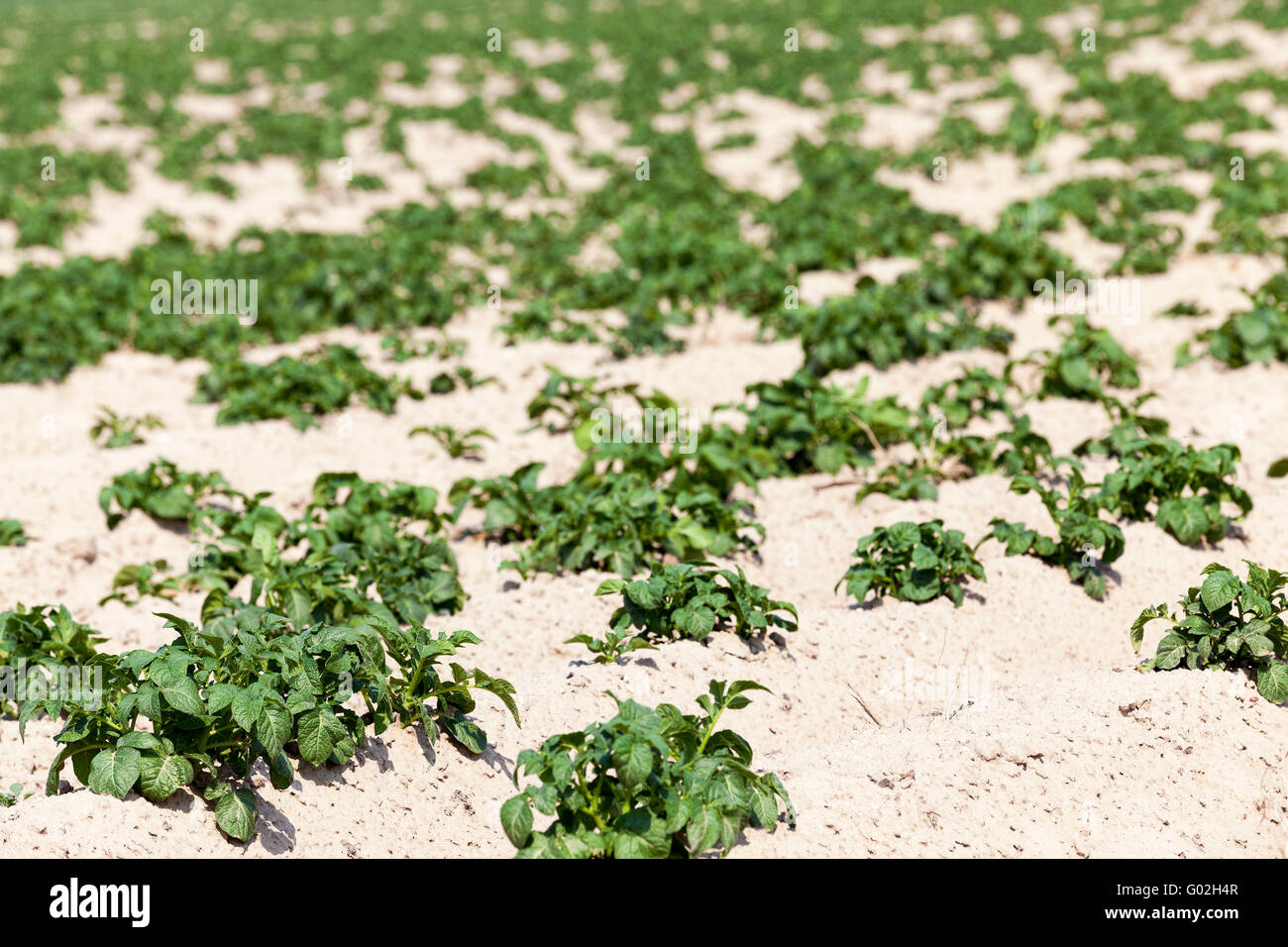 Agriculture, potato field Stock Photo - Alamy