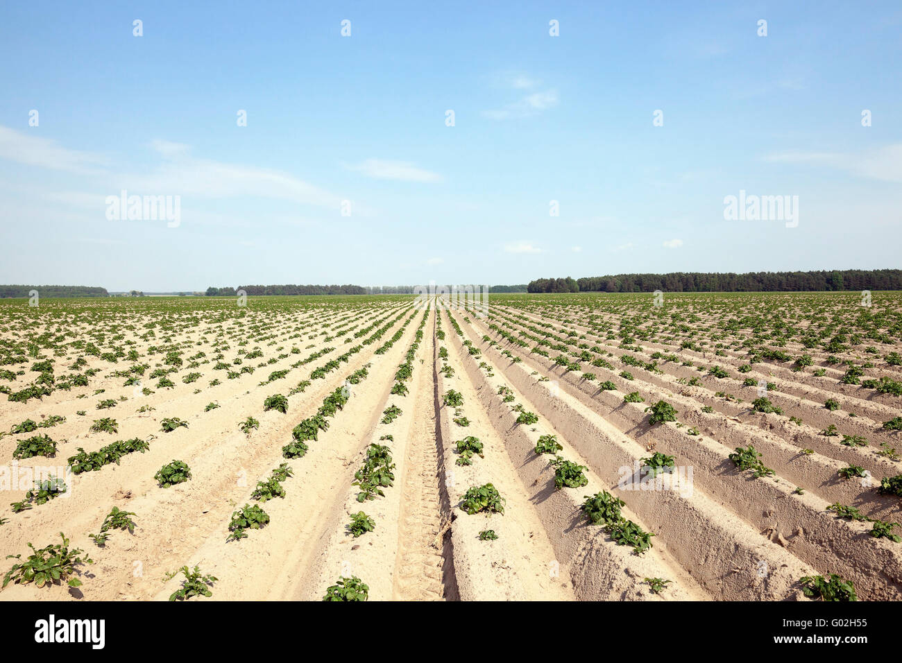 Agriculture, potato field Stock Photo - Alamy