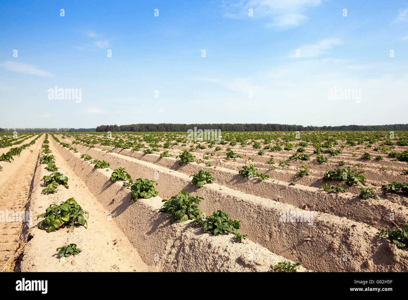 Agriculture, potato field Stock Photo - Alamy