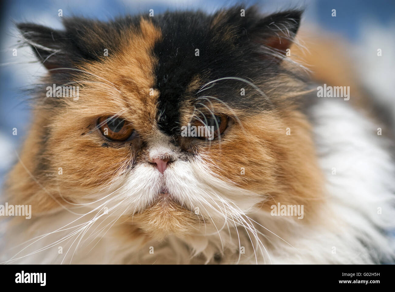 Thinking Cat, Italy Stock Photo - Alamy