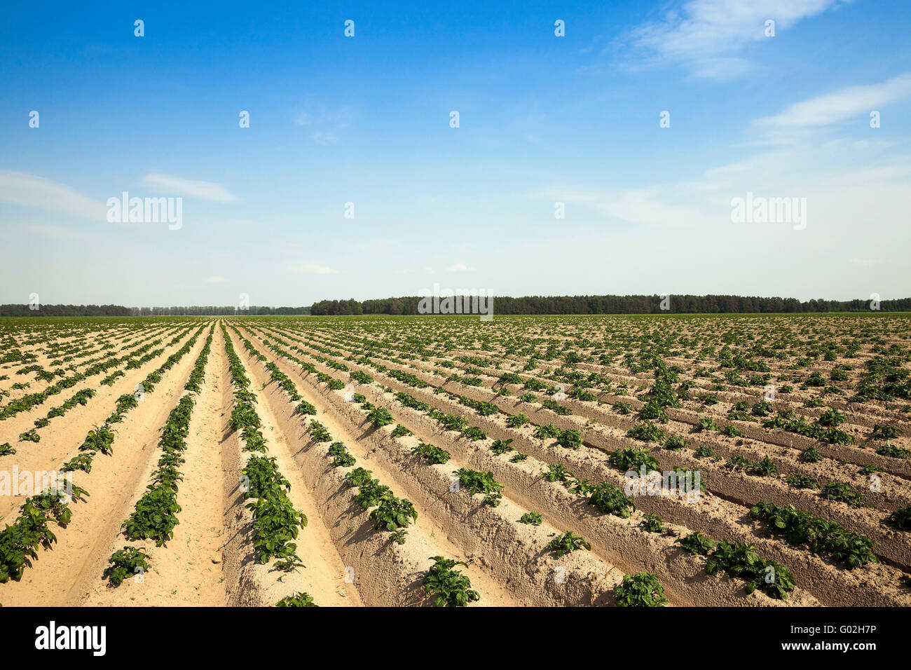 Agriculture, potato field Stock Photo - Alamy