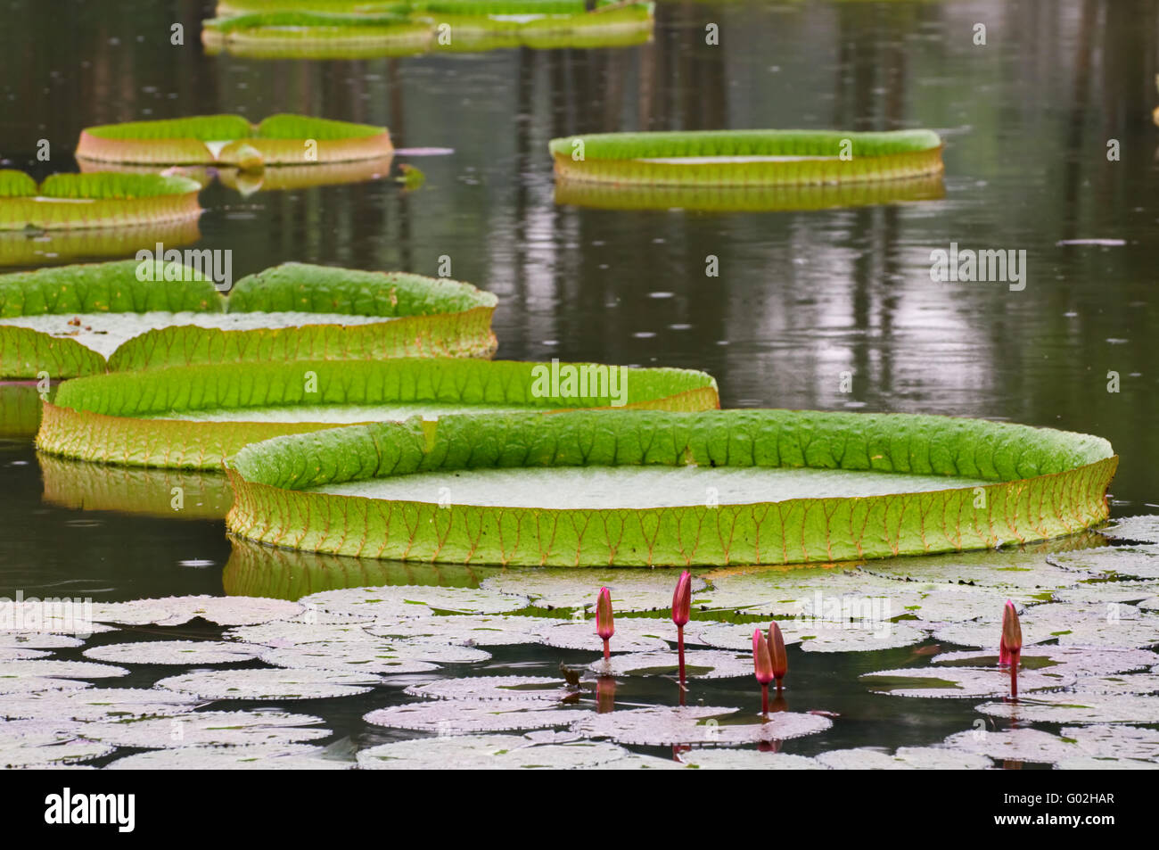The pattern of large lotus leafs floating on pond Stock Photo - Alamy