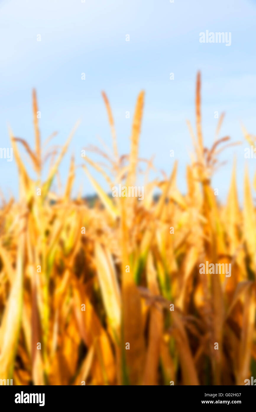 Green immature corn Stock Photo - Alamy