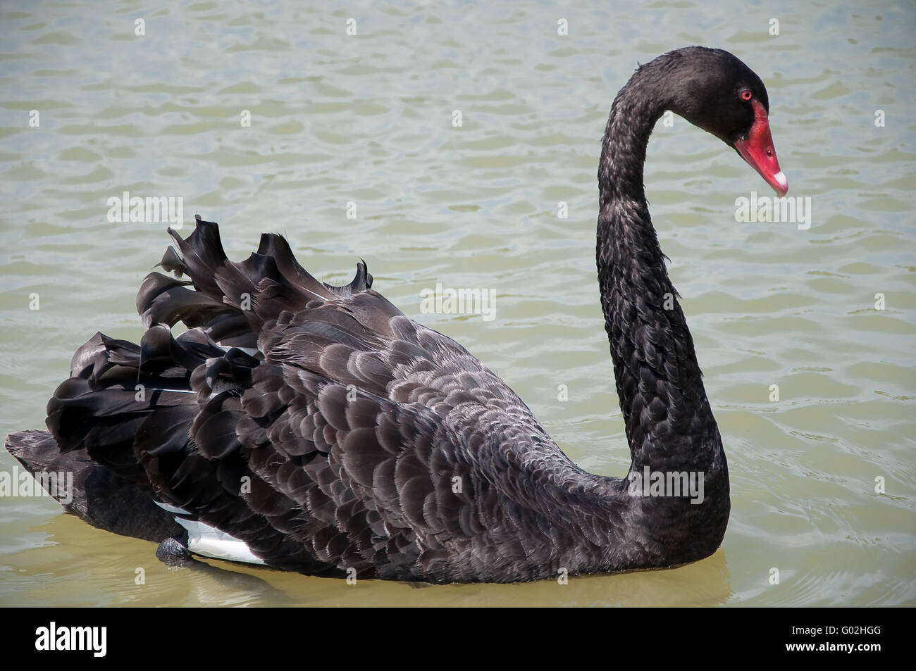 Black swans natural habitat hi-res stock photography and images - Alamy
