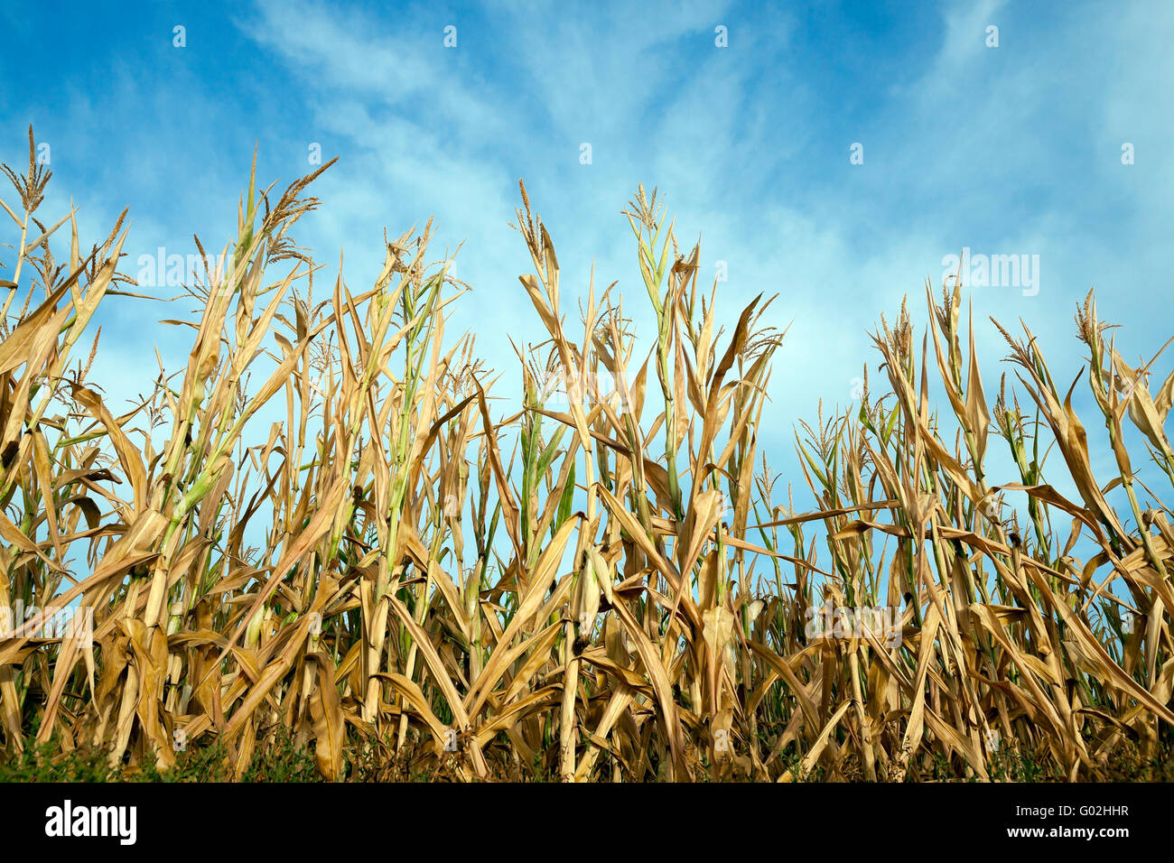 Green immature corn Stock Photo - Alamy