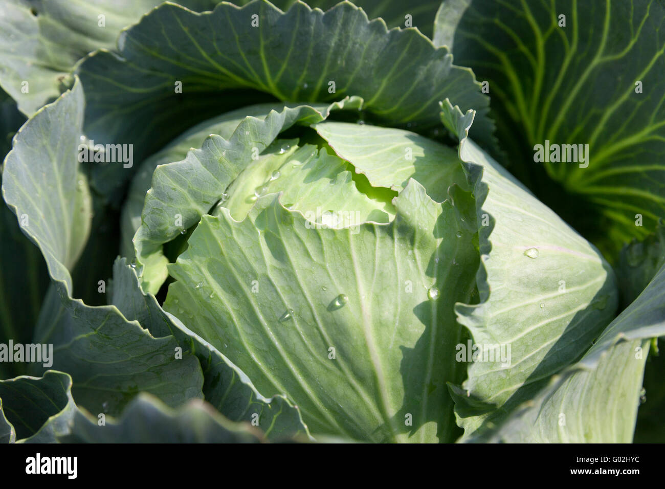 green cabbage with drops Stock Photo - Alamy