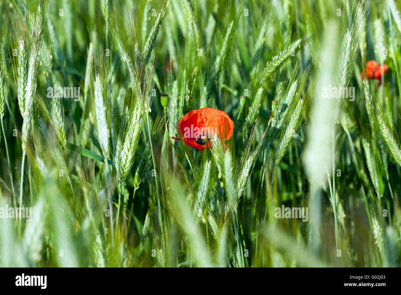 Poppy in the field Stock Photo - Alamy