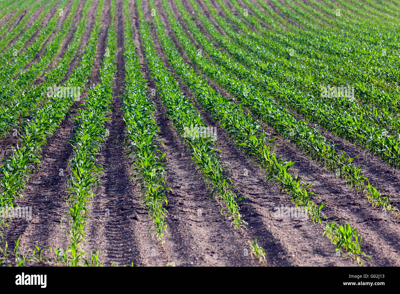 Corn field, summer Stock Photo - Alamy