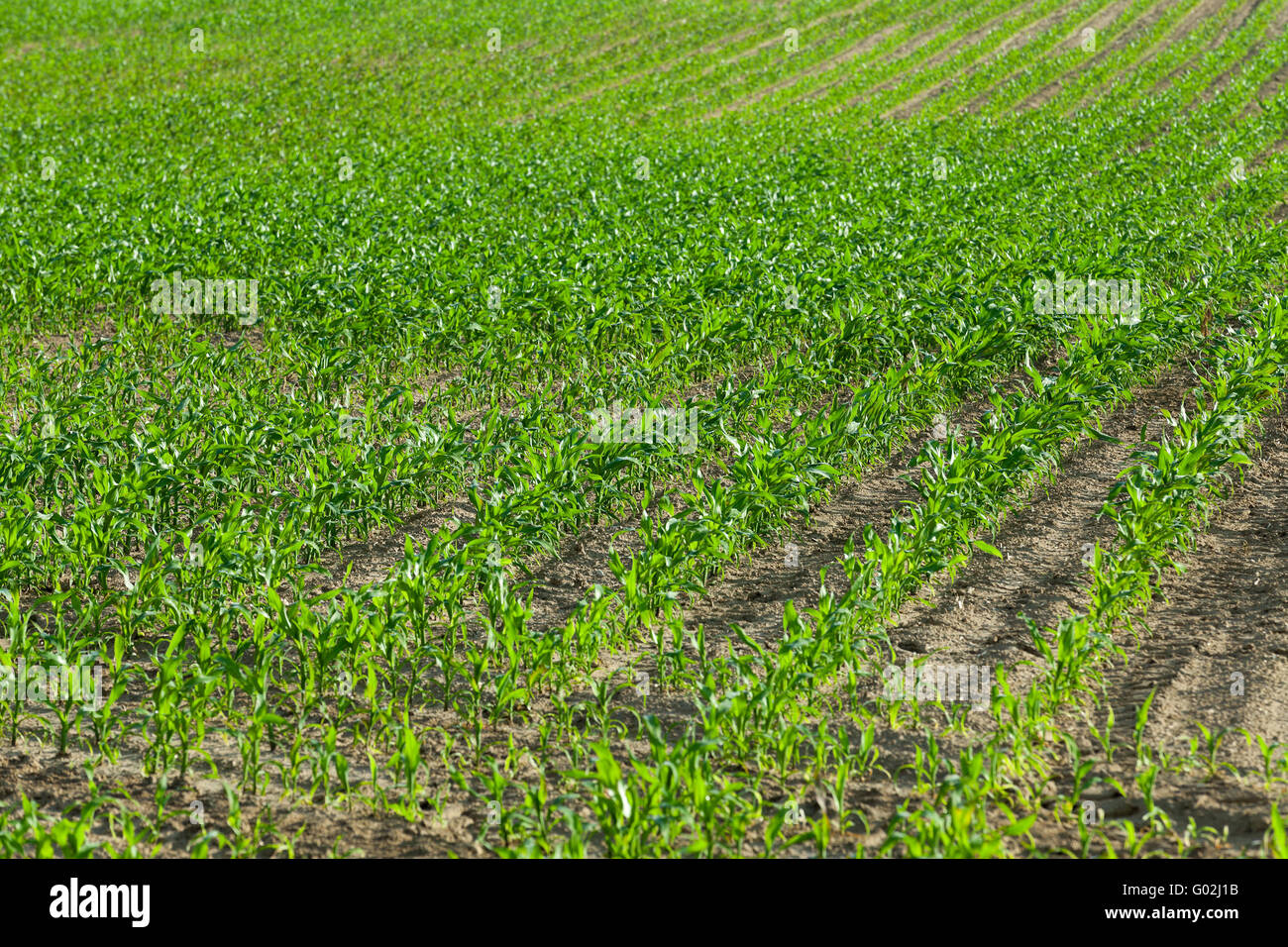 Corn field, summer Stock Photo - Alamy
