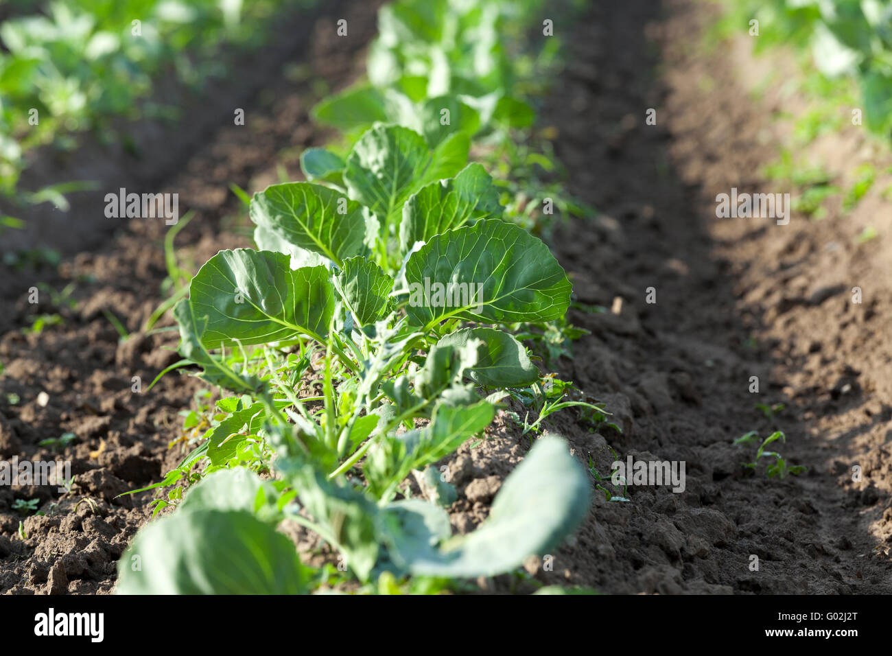 Field with cabbage Stock Photo - Alamy