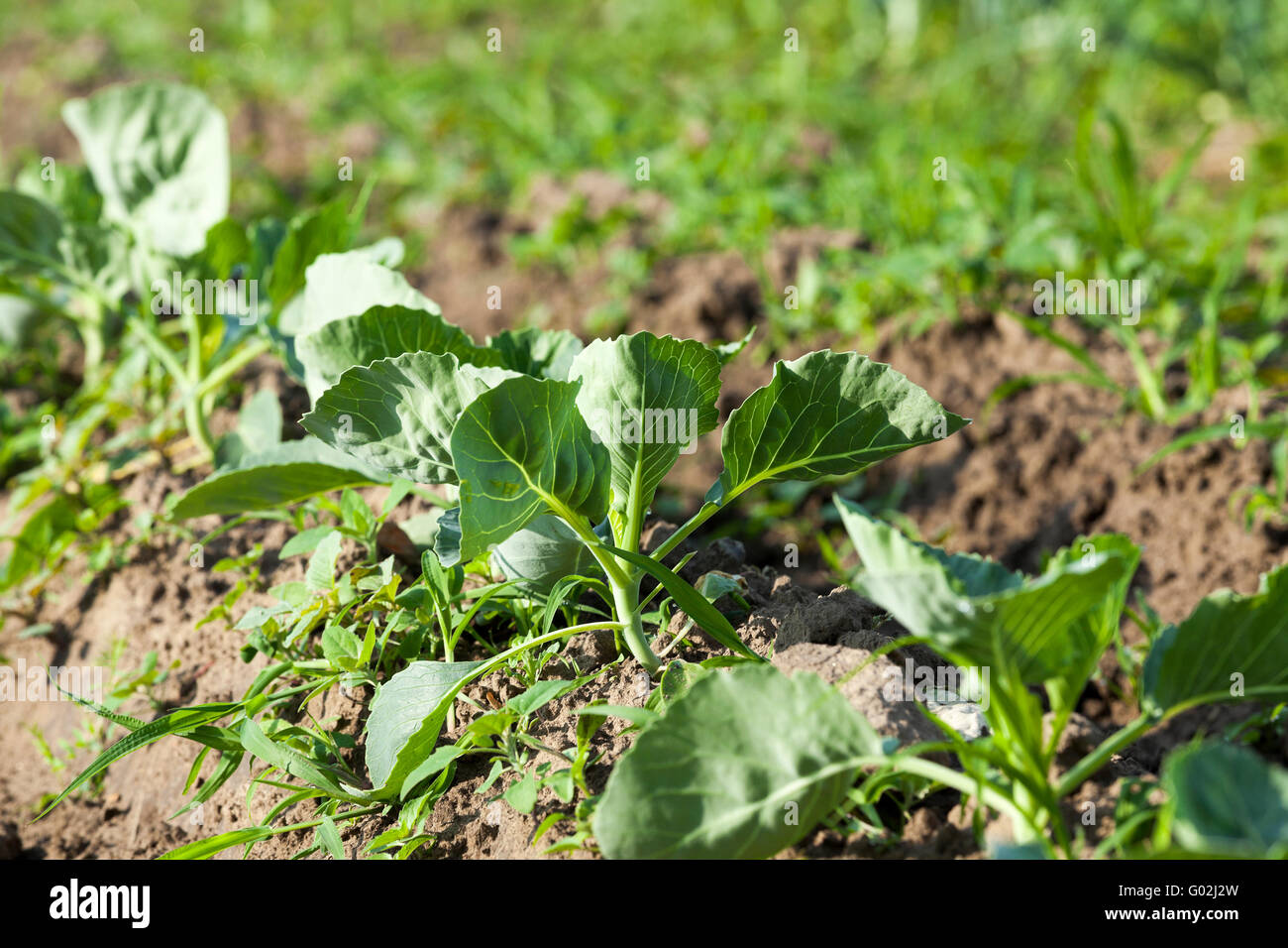 Field with cabbage Stock Photo - Alamy
