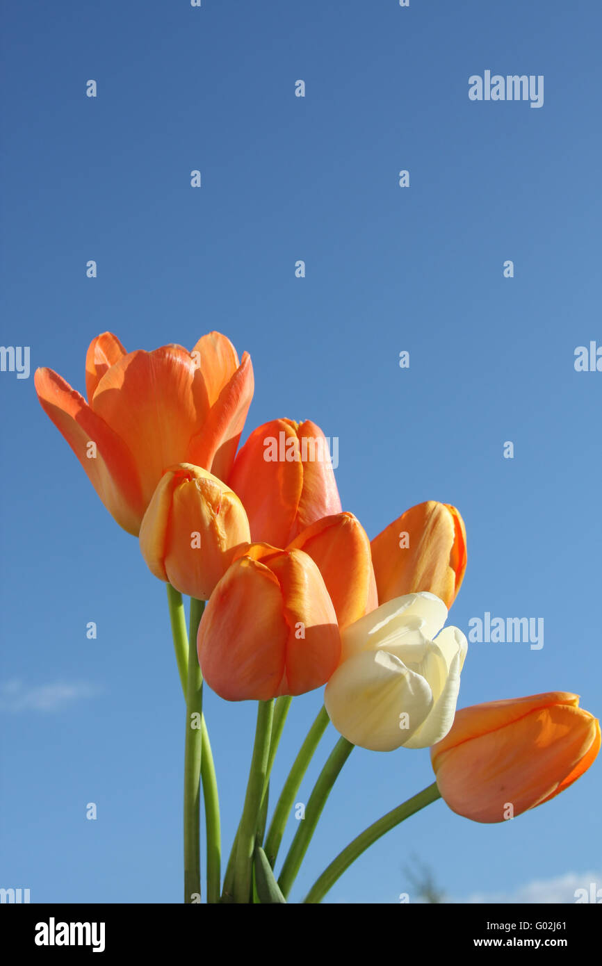 Spring flowers - white and orange tulips on the background of sky Stock ...