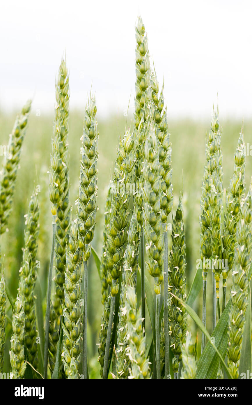 agricultural field wheat Stock Photo - Alamy