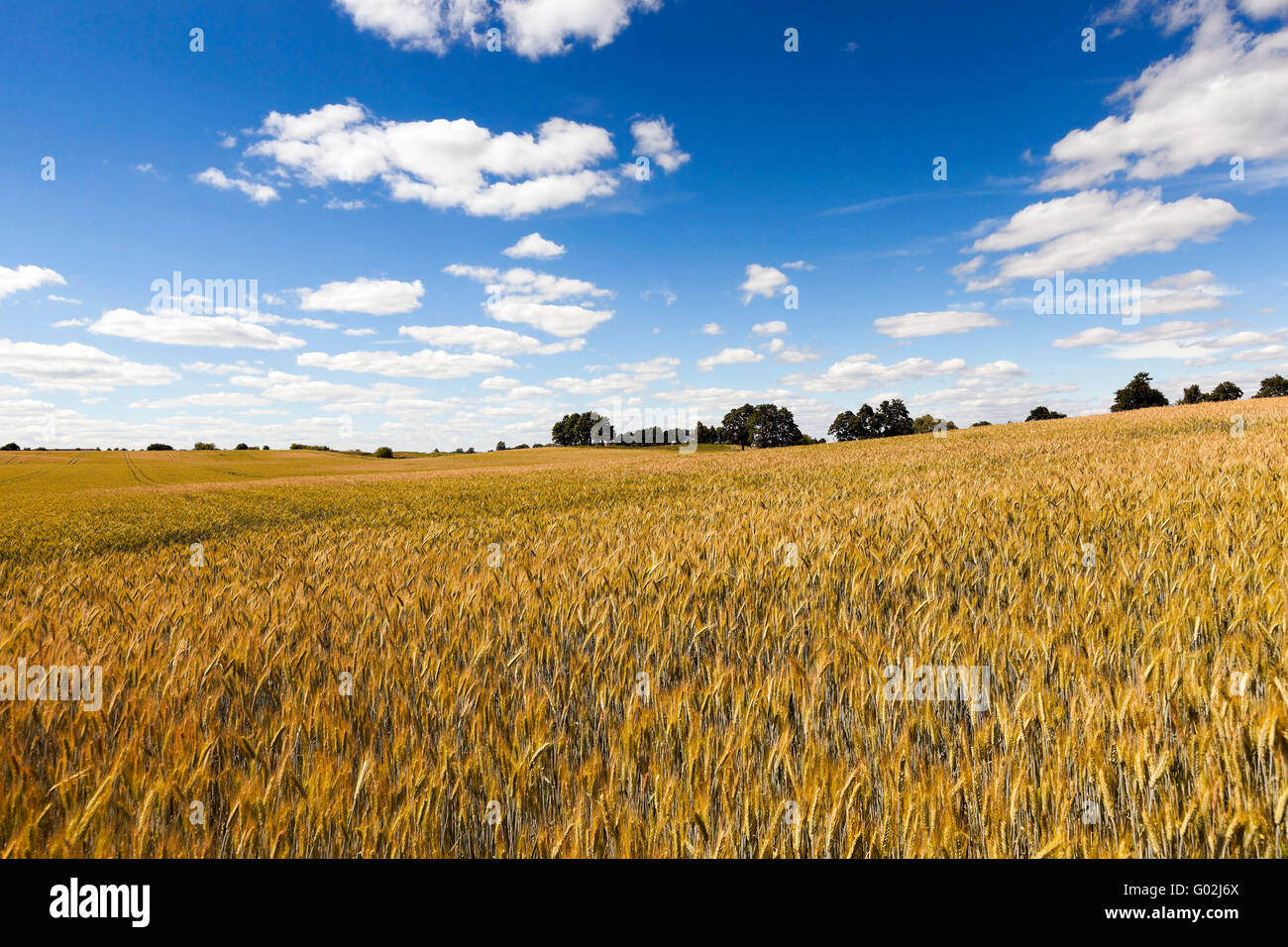 farm field cereals Stock Photo - Alamy