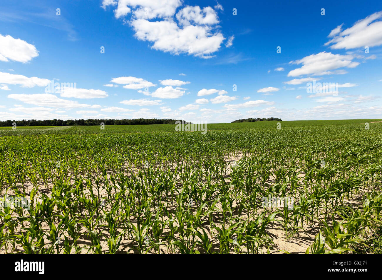 Field with corn Stock Photo - Alamy