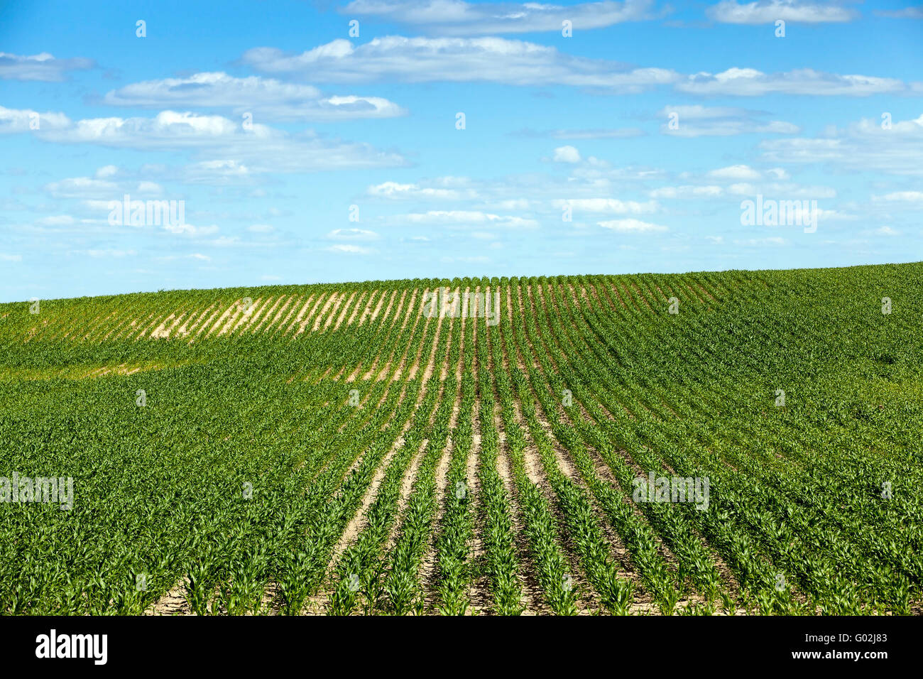 Corn field, summer Stock Photo - Alamy