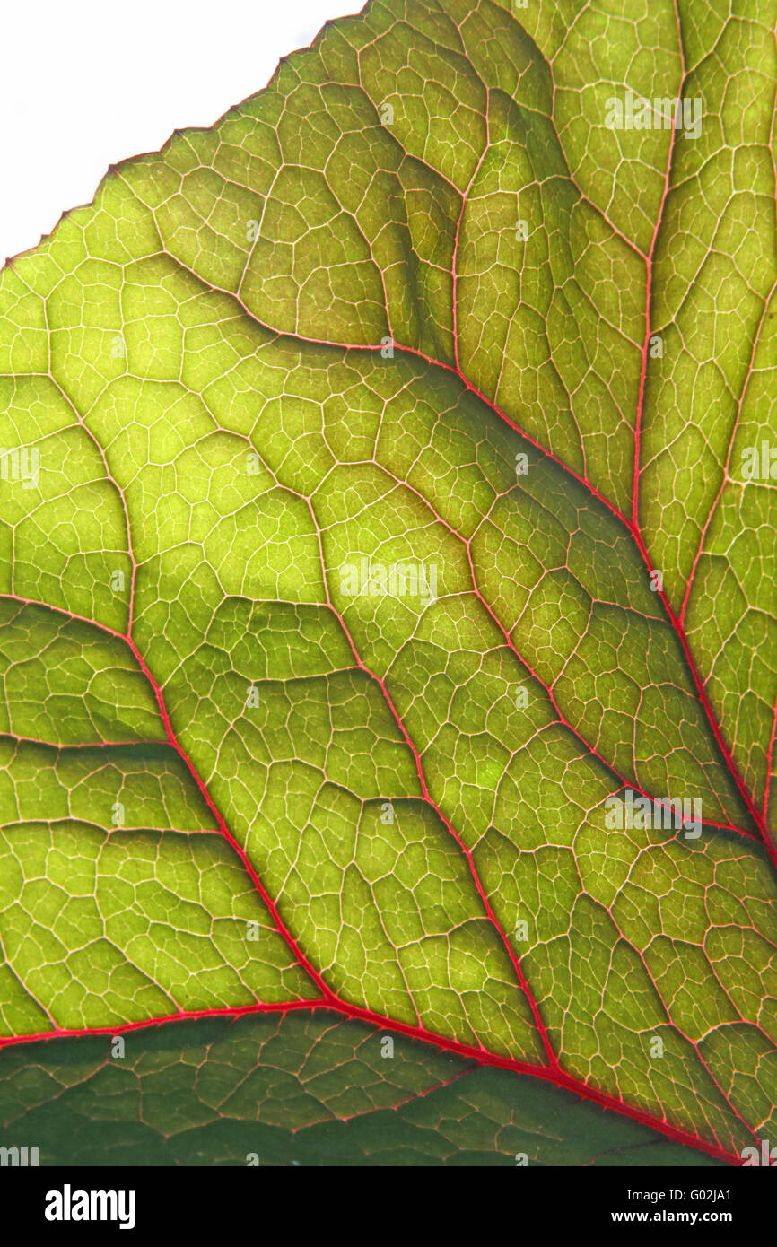Backlite green leaf with red veins. Close up Stock Photo - Alamy