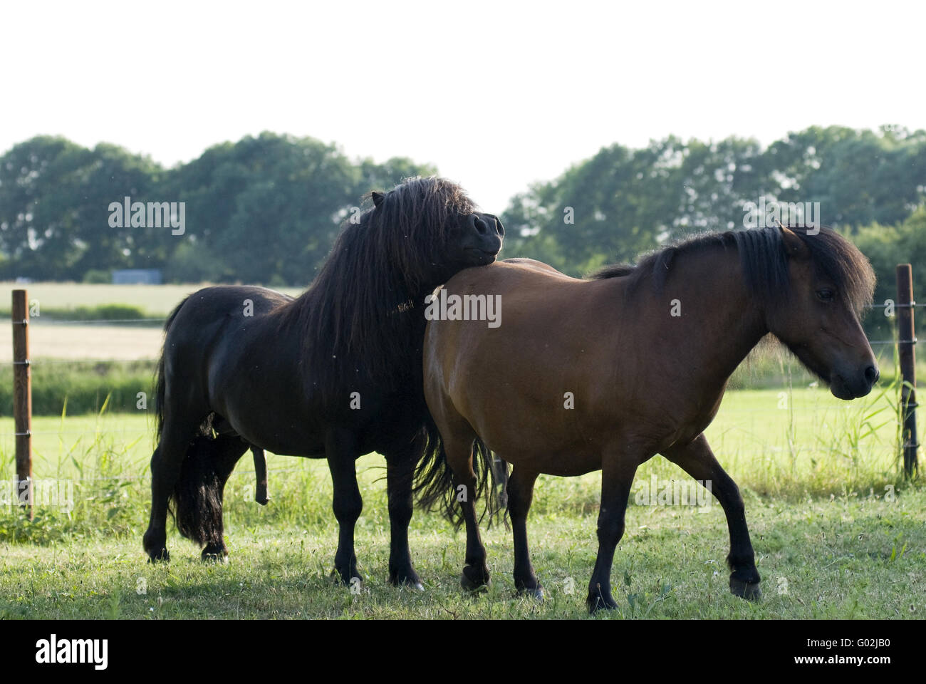 shetland pony,stallion and mare Stock Photo - Alamy