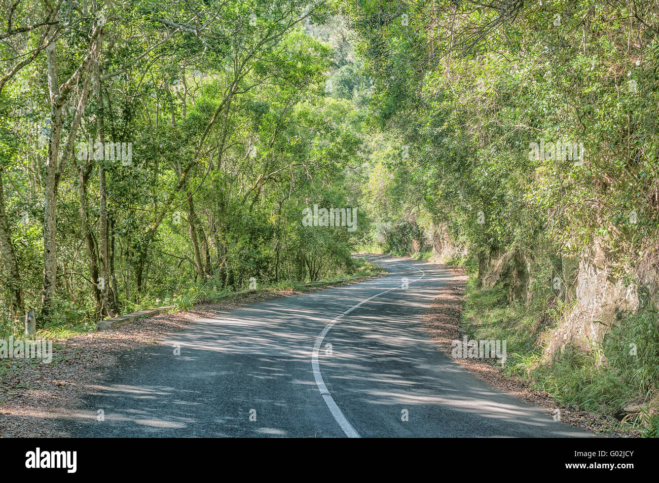 The old, winding road via the Bloukrans Pass through dense forest Stock ...