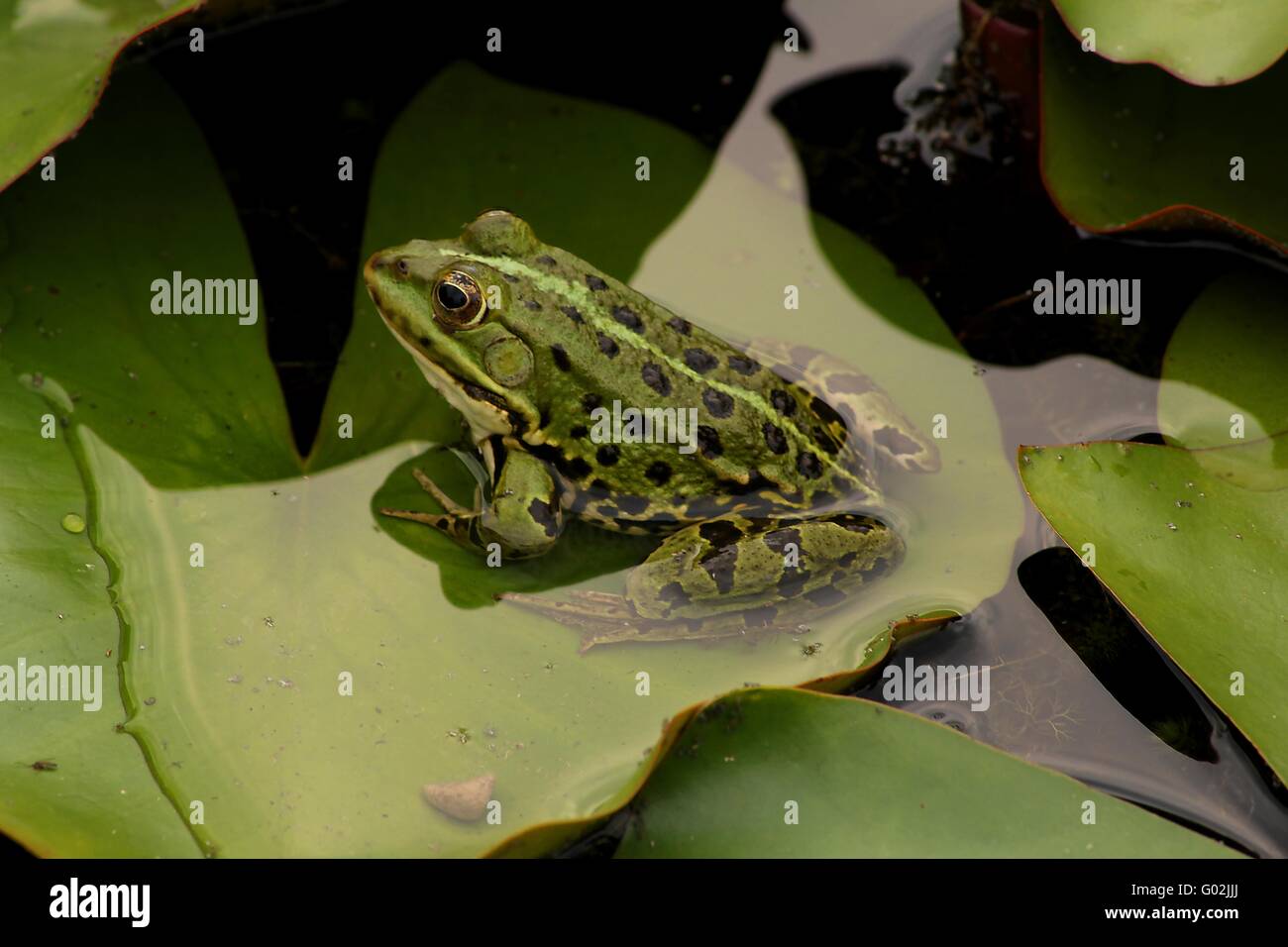 Detail frog hi-res stock photography and images - Alamy
