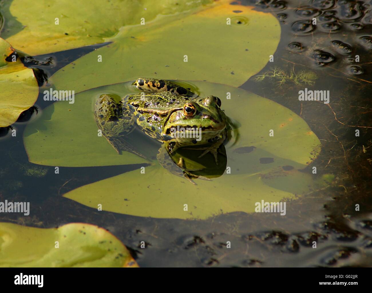 Detail frog hi-res stock photography and images - Alamy