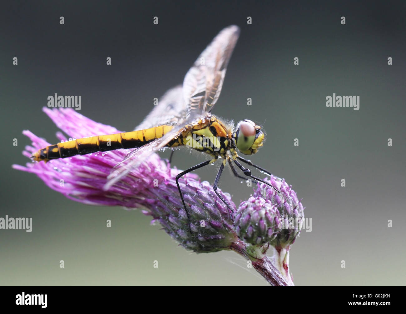 Soaking wet hi-res stock photography and images - Alamy