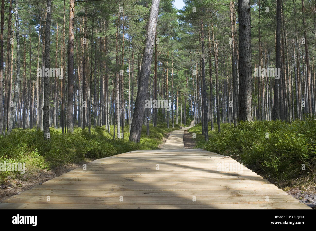 Way through the wood hi-res stock photography and images - Alamy