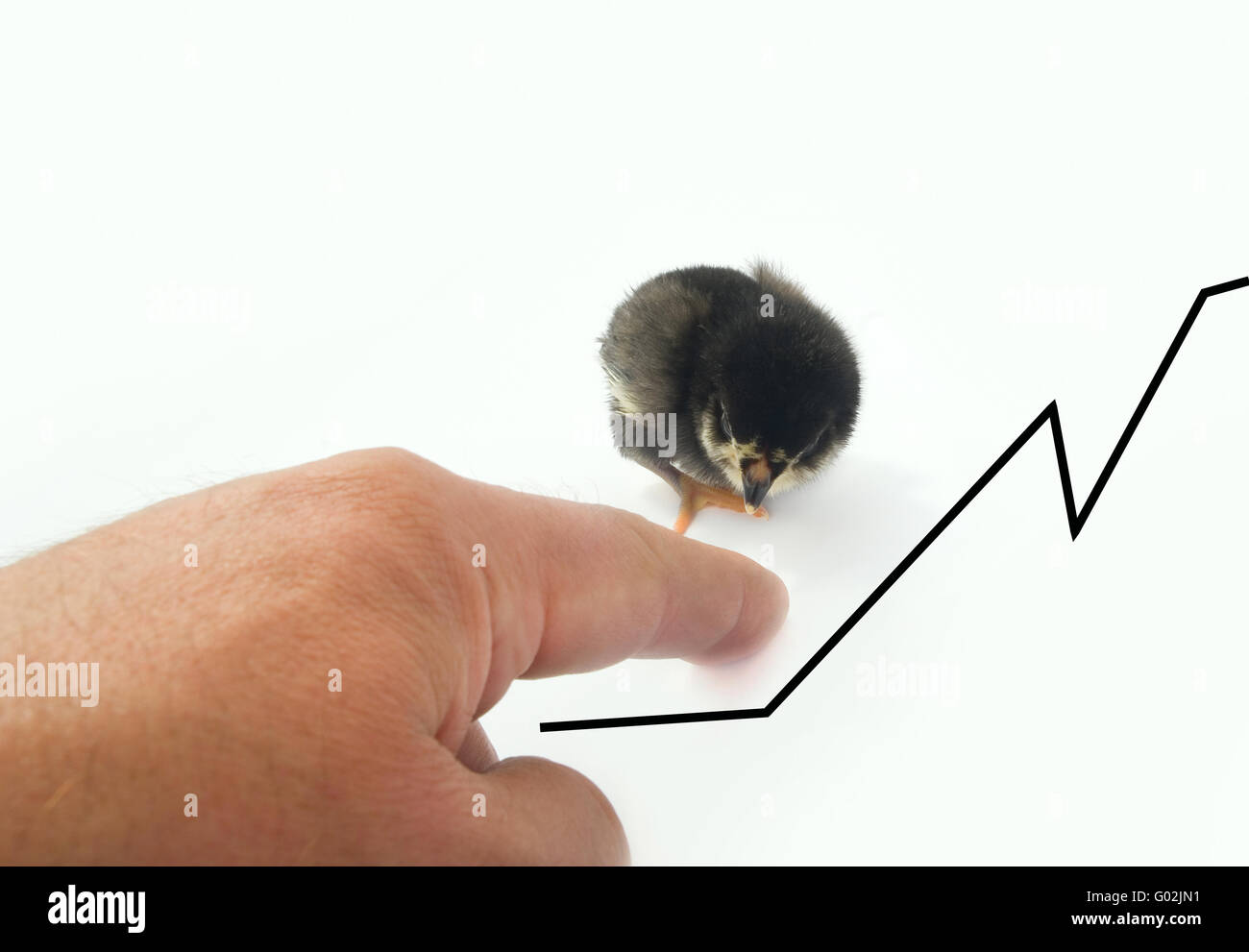 Chicken and graph Stock Photo - Alamy