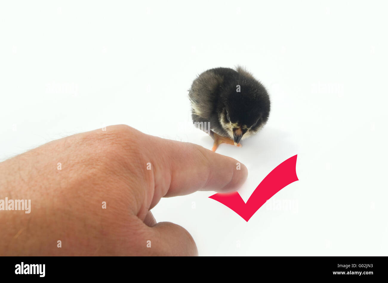 Chicken and check mark Stock Photo - Alamy