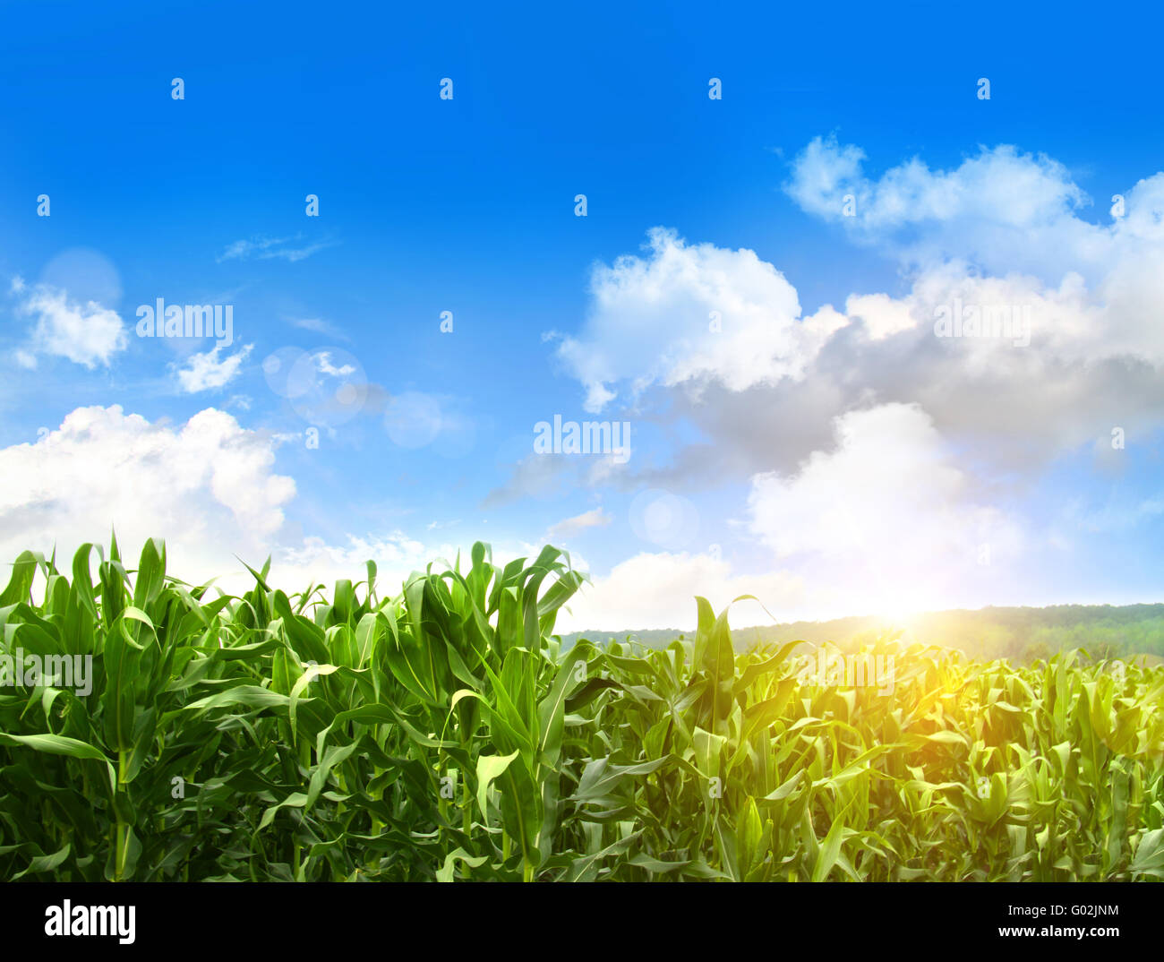 Field of young corn growing against blue sky Stock Photo - Alamy