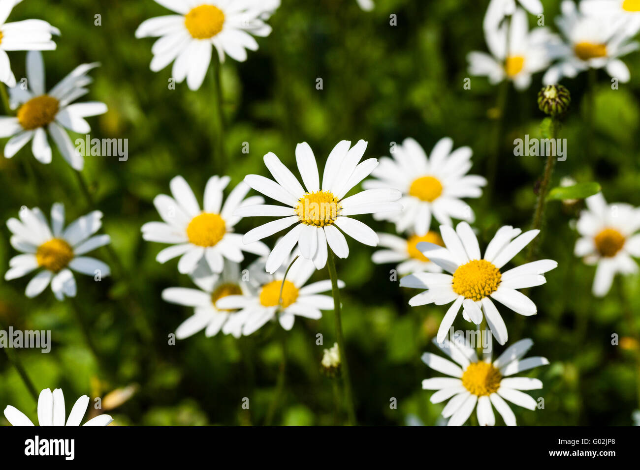 white daisy , bloom Stock Photo - Alamy