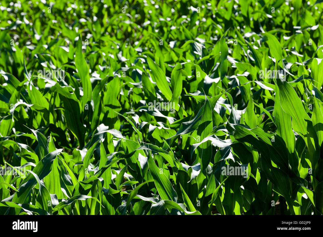 Green corn field Stock Photo - Alamy