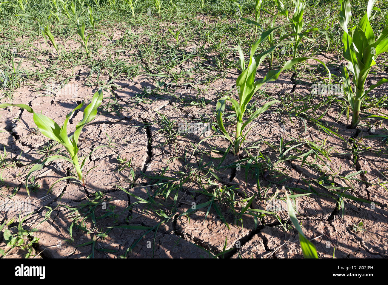 Corn field, summer Stock Photo - Alamy