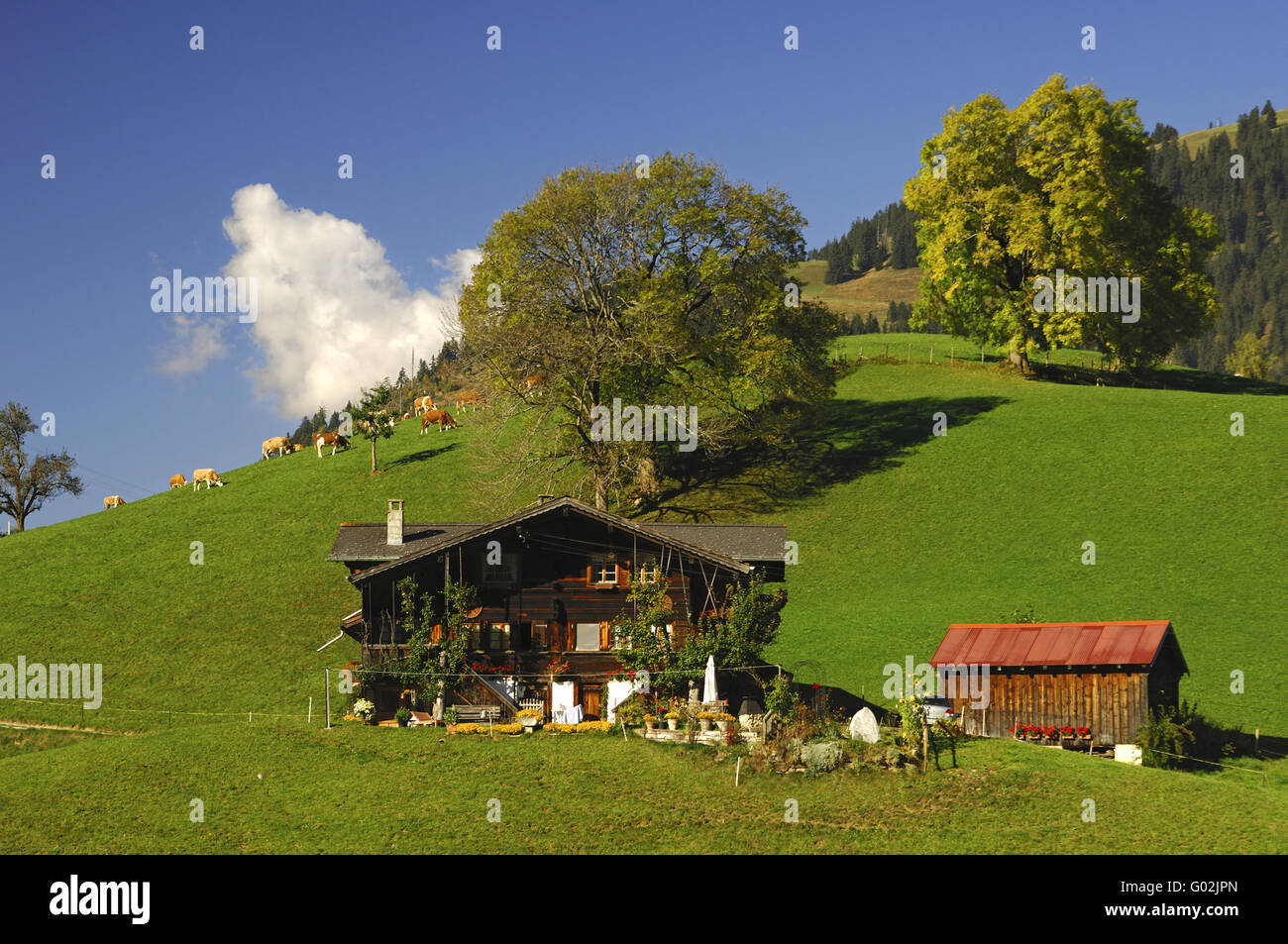 Traditional farm house in the Bernese Oberland Stock Photo - Alamy