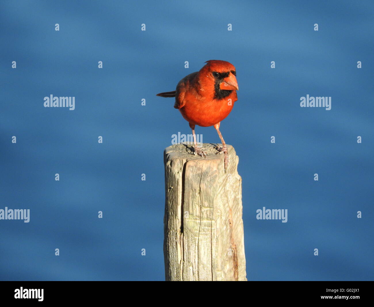 Cardinal water hi-res stock photography and images - Alamy