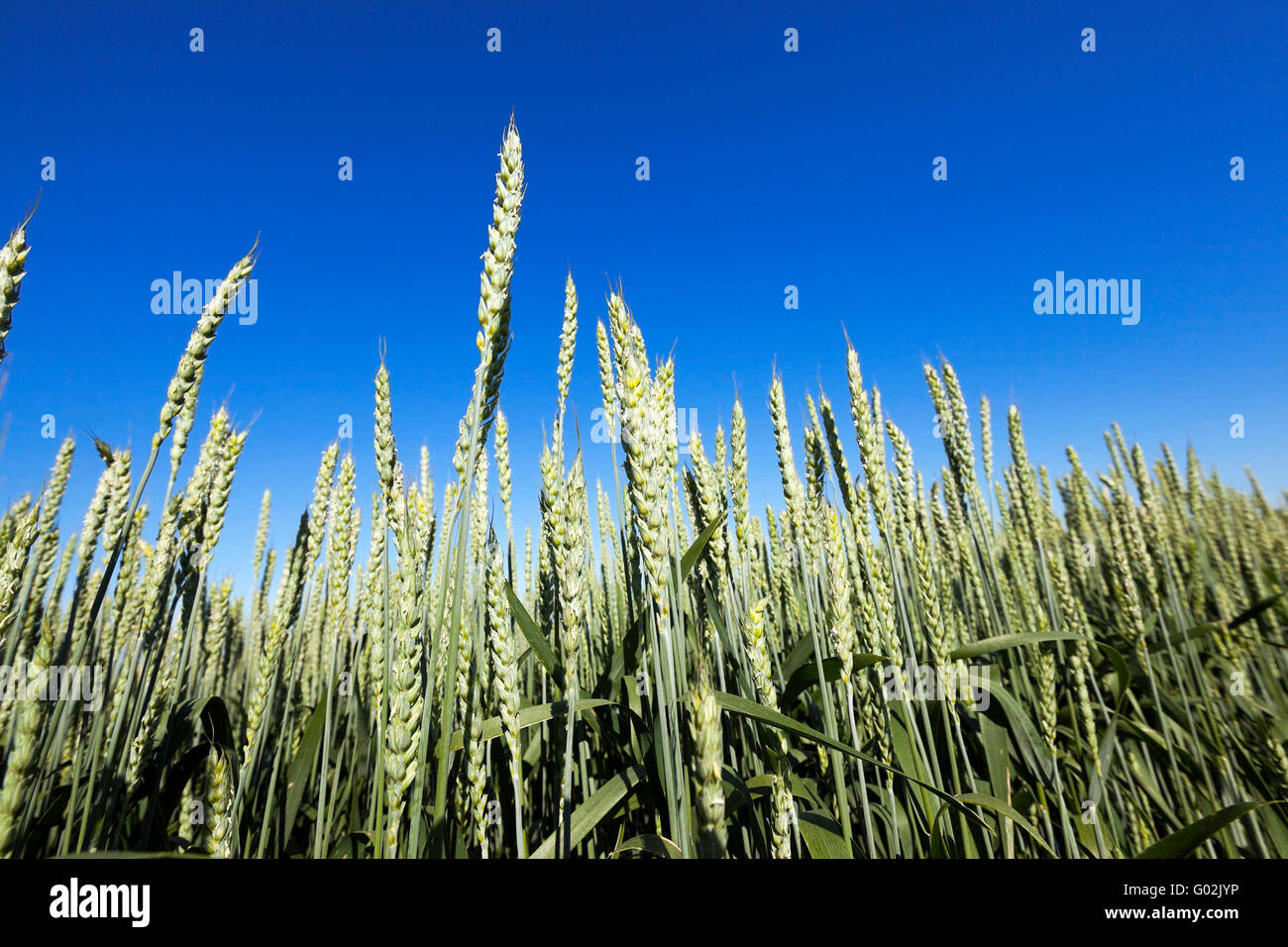 agricultural field wheat Stock Photo - Alamy