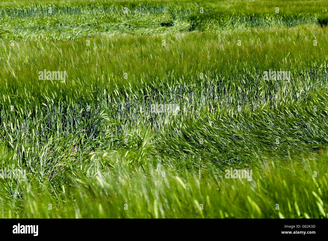 destruction of green cereals Stock Photo - Alamy