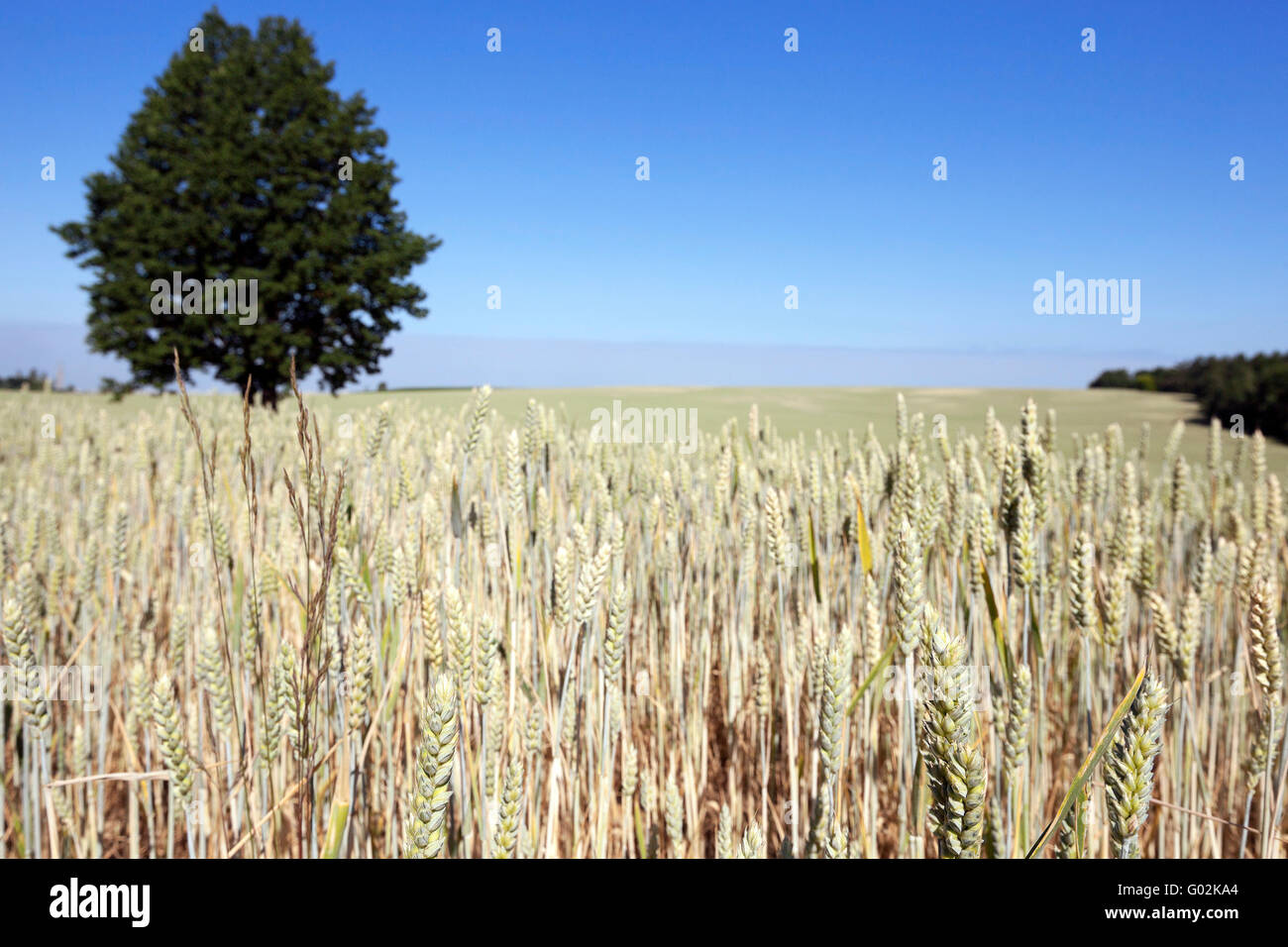 New wheat tree hi-res stock photography and images - Alamy