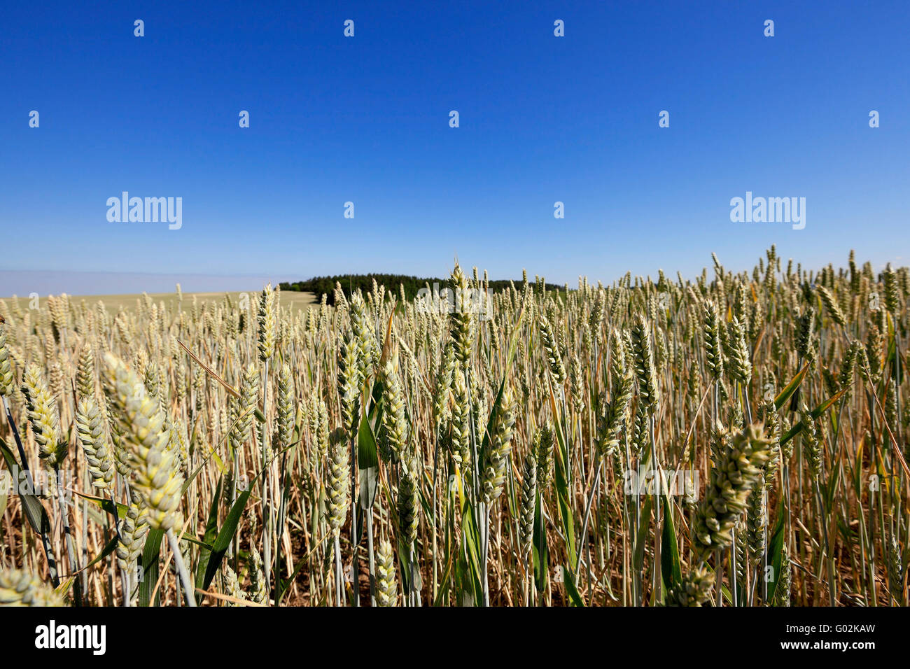 farm field cereals Stock Photo - Alamy
