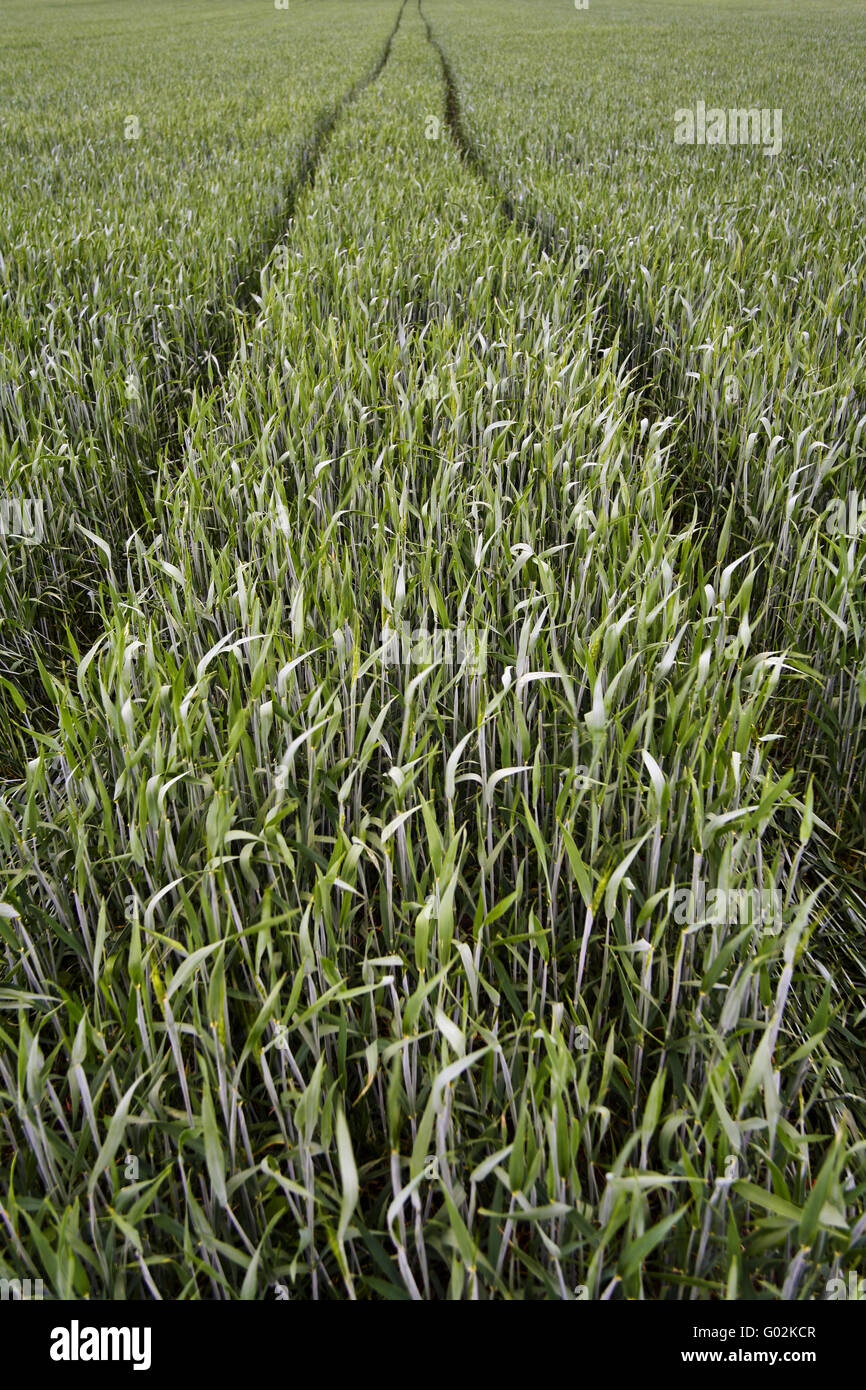 Monocultural crop hi-res stock photography and images - Alamy